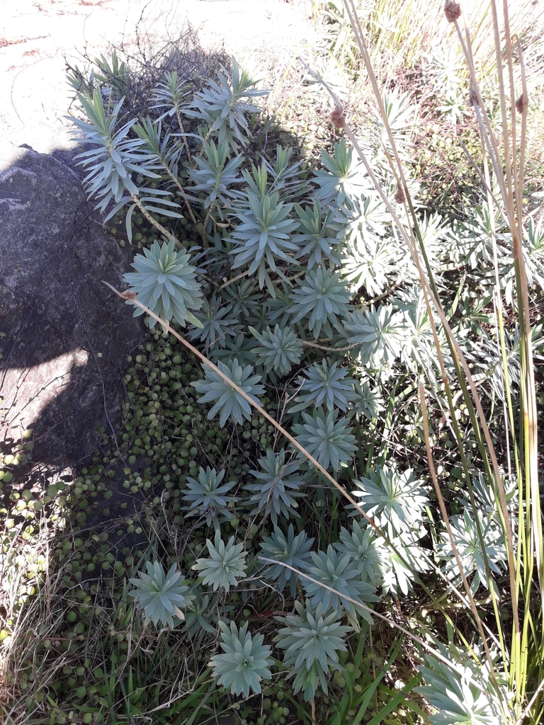 Shore Spurge from Island Bay, Wellington, New Zealand on June 3, 2023 ...