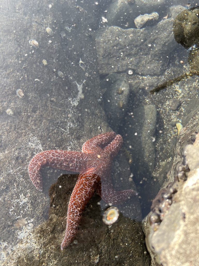 Mottled Star from Aleutians West County, US-AK, US on June 1, 2023 at ...