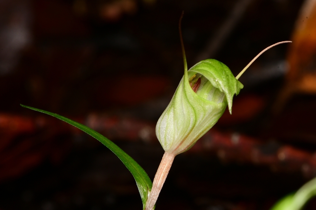 Winter kauri greenhood in June 2023 by Joey Santore · iNaturalist