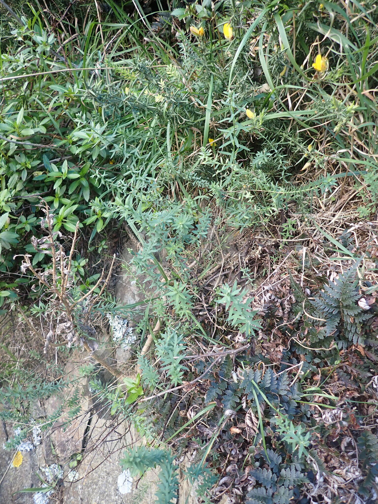 Linum monogynum G.Forst.