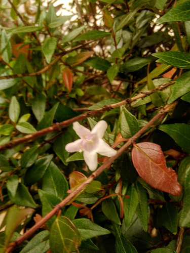 Linnaea grandifolia · iNaturalist Mexico