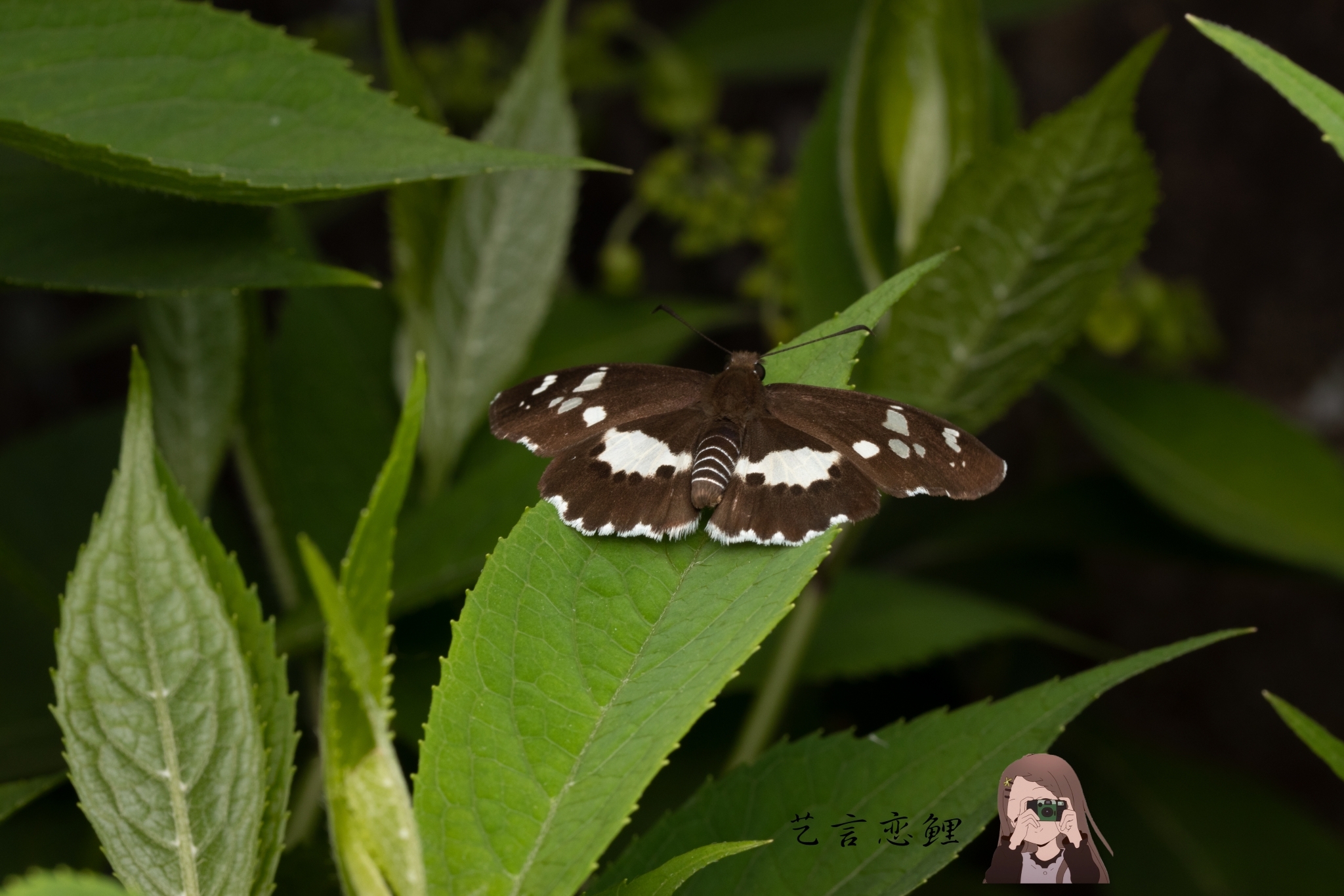 Daimio tethys (Ménétriés, 1857)