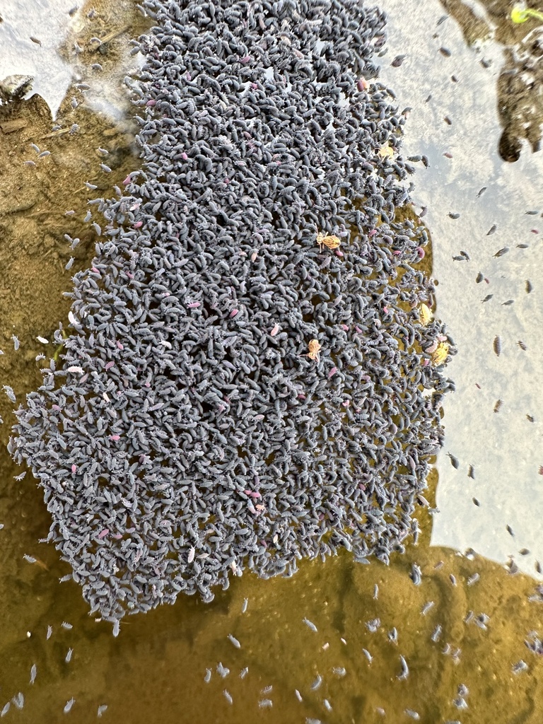 Water Springtail from West Ward, Athlone, VIC, AU on June 03, 2023 at ...