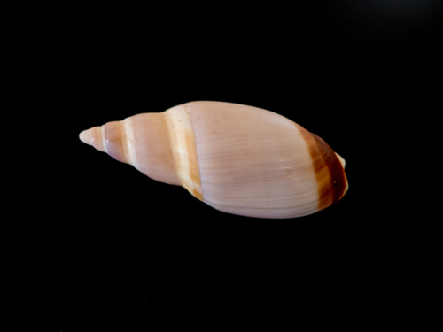 Ancillista cingulata · iNaturalist Panamá