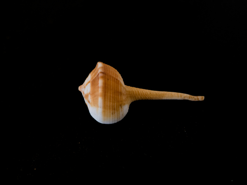 Tudivasum inerme · iNaturalist