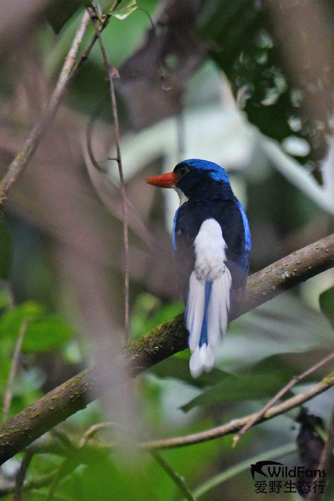 Common Paradise-Kingfisher in July 2019 by shigui_huang · iNaturalist