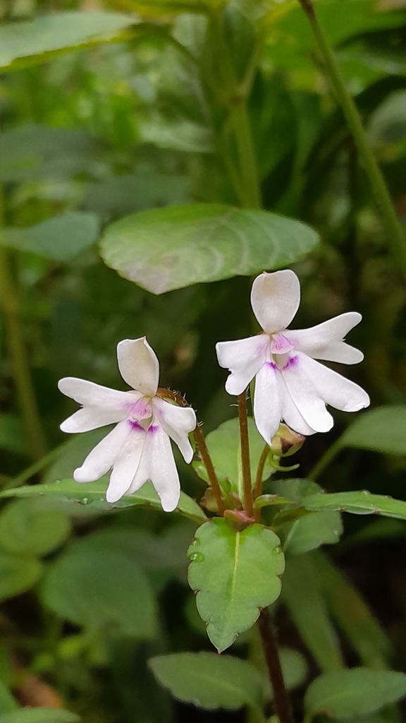 touch-me-nots from M8F5+Q2Q, Sedoa, Kec. Lore Utara, Kabupaten Poso ...