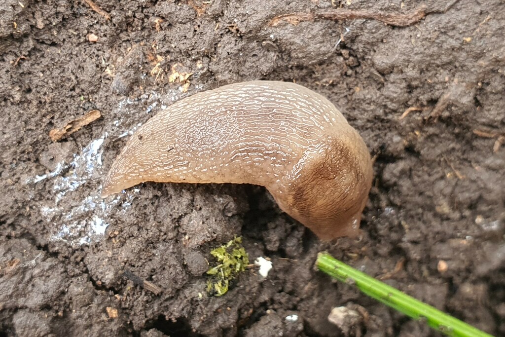 Threeband Slugs in May 2023 by Garry French · iNaturalist