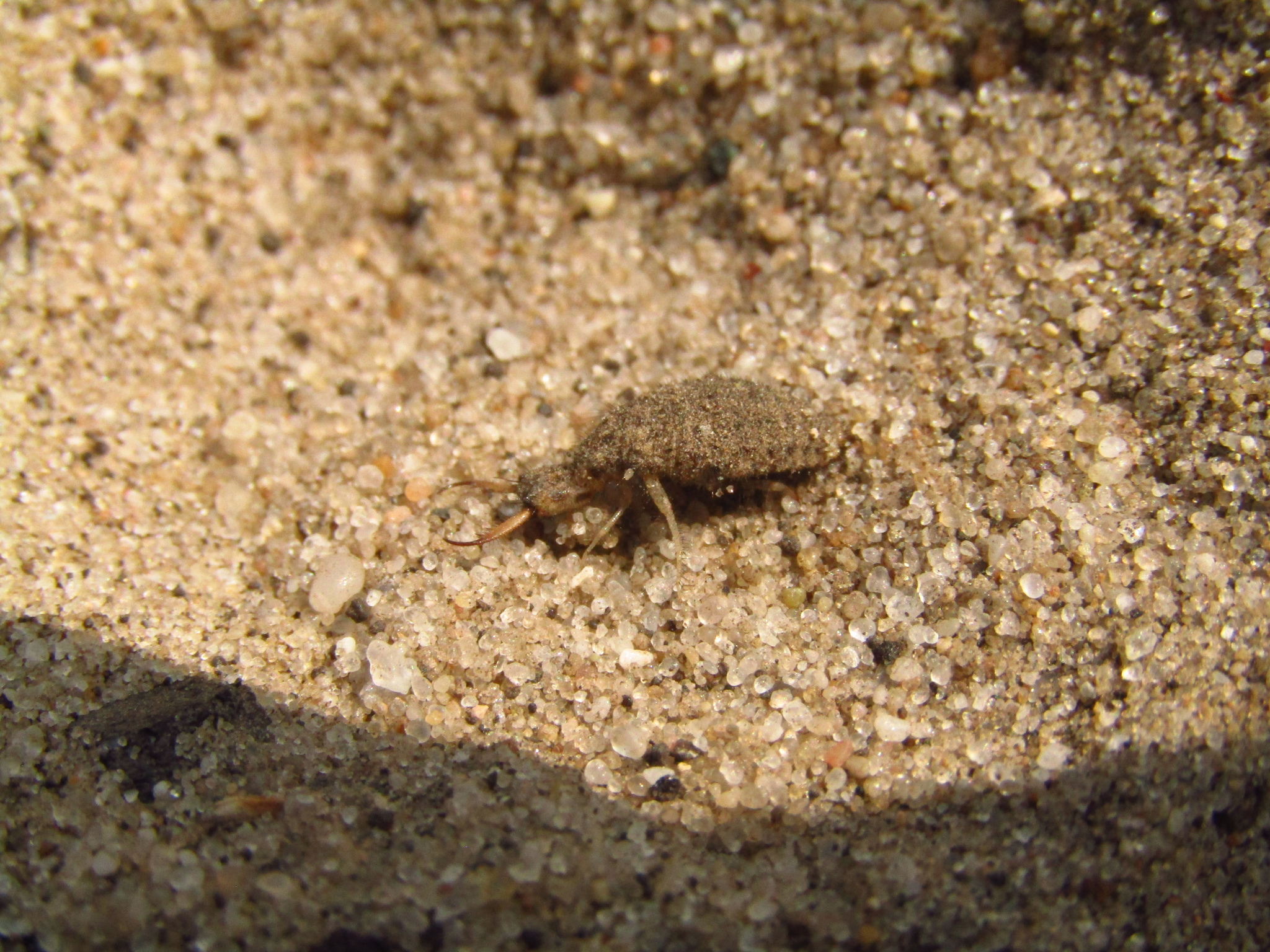 Myrmeleon formicarius Linnaeus, 1767