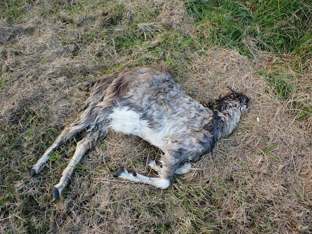 Domestic Goat from Brooklyn, Wellington, New Zealand on June 03, 2023 ...