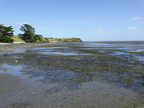 Seagrass (Subspecies Zostera muelleri novazelandica) · iNaturalist