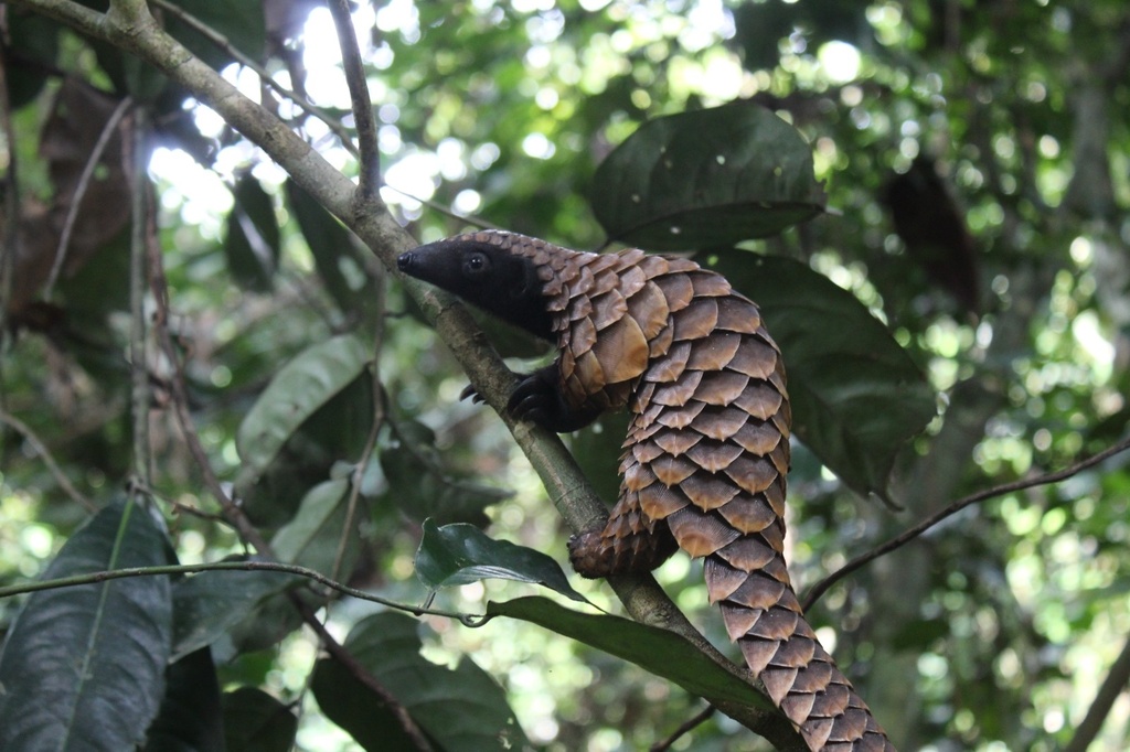 Black-bellied Pangolin in May 2023 by Gwili Gibbon · iNaturalist