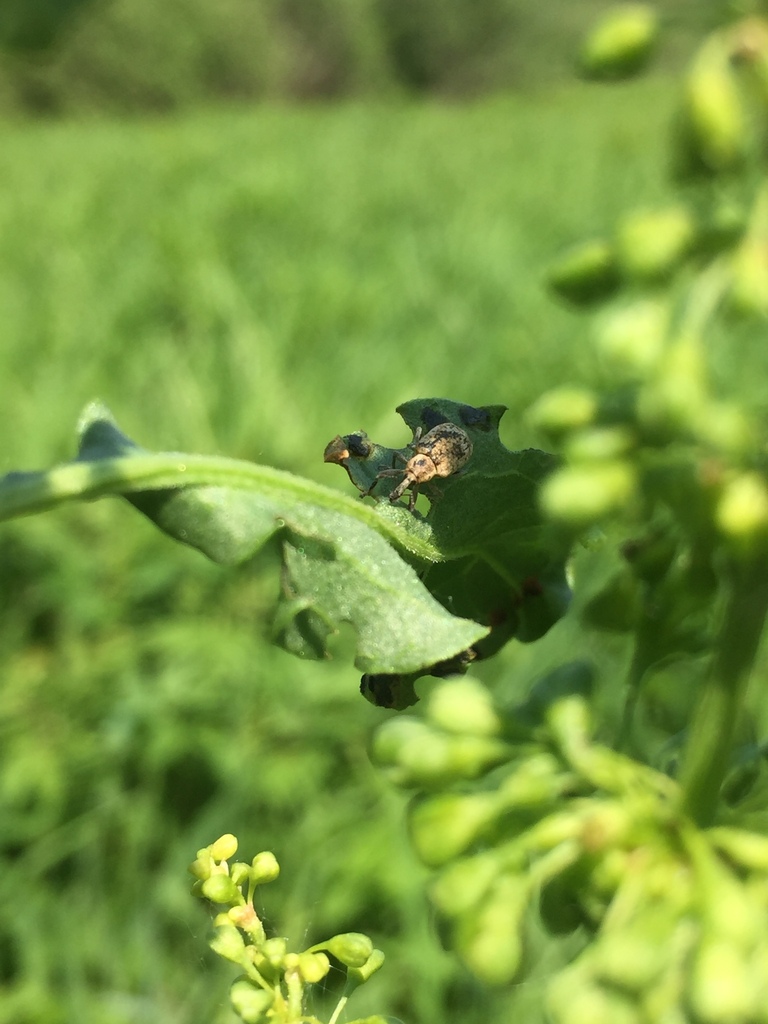Dock Hyper Weevil from Восточный административный округ, Москва, Россия ...