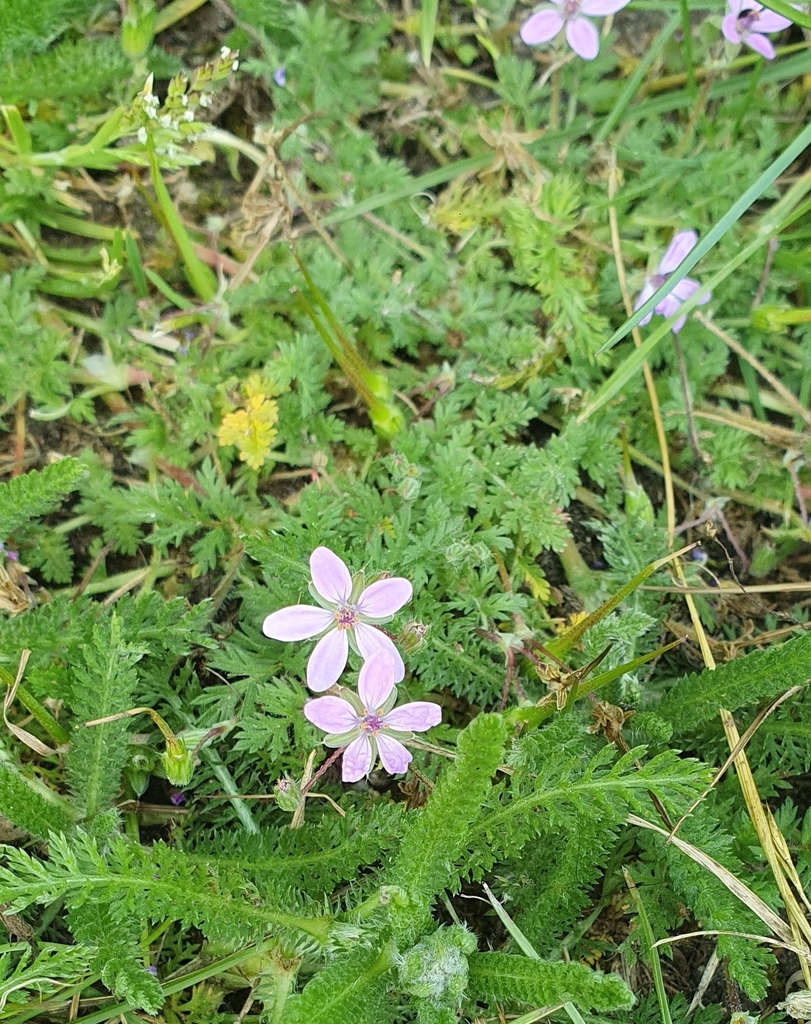 Redstem Stork's-bill from King's Lynn PE30, UK on June 3, 2023 at 10:22 AM by melonarcher22 ...