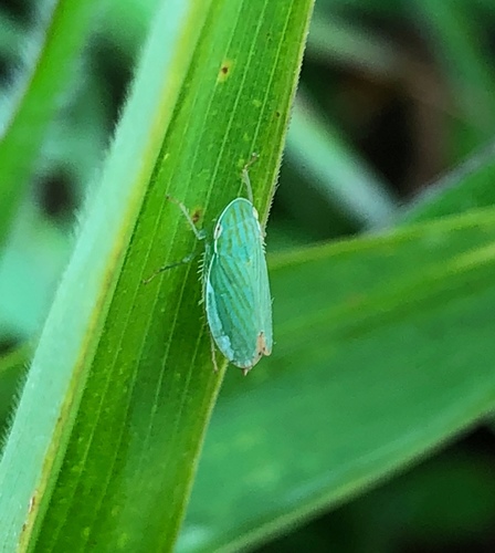 Hecalus porrectus · iNaturalist Mexico