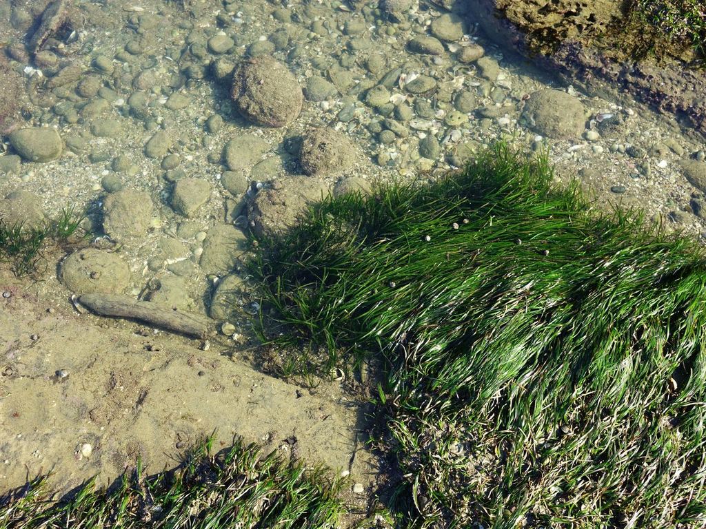 Nana (Zostera muelleri novozelandica) - Botanical Realm