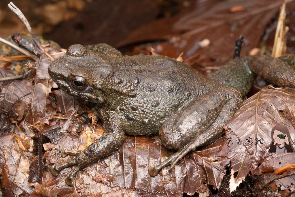 Wuyi torrent frog from 临安区西天目自然保护区 on April 30, 2023 by 张艺言 · iNaturalist