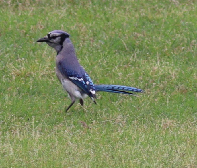 Blue Jay from Oakland City, Atlanta, GA 30310, USA on May 8, 2023 at 10 ...