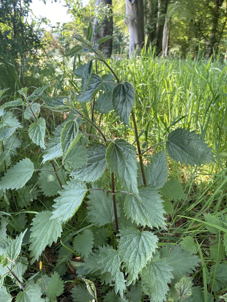 great stinging nettle from Mid and Upper Nithsdale Ward, Thornhill ...