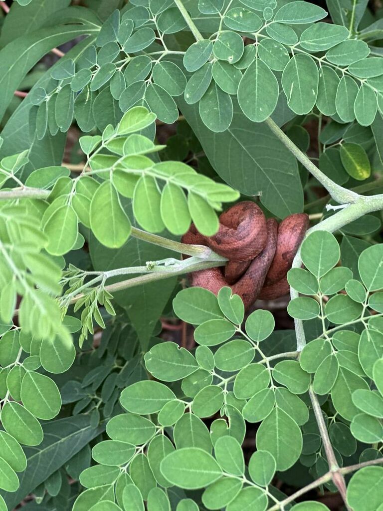 Belau Bevel-nosed Boa from Ngaremlengui, Palau on June 2, 2023 at 06:06 ...
