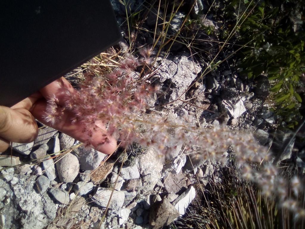 Natal grass from Ixmiquilpan, Hgo., México on November 24, 2018 by Luis ...