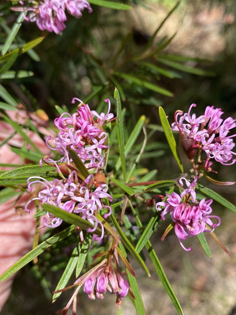 (Grevillea parviflora parviflora) - Botanical Realm