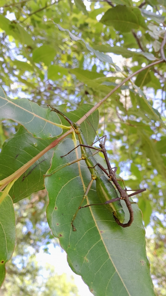 Periphetes from M8F5+Q2Q, Sedoa, Kec. Lore Utara, Kabupaten Poso ...