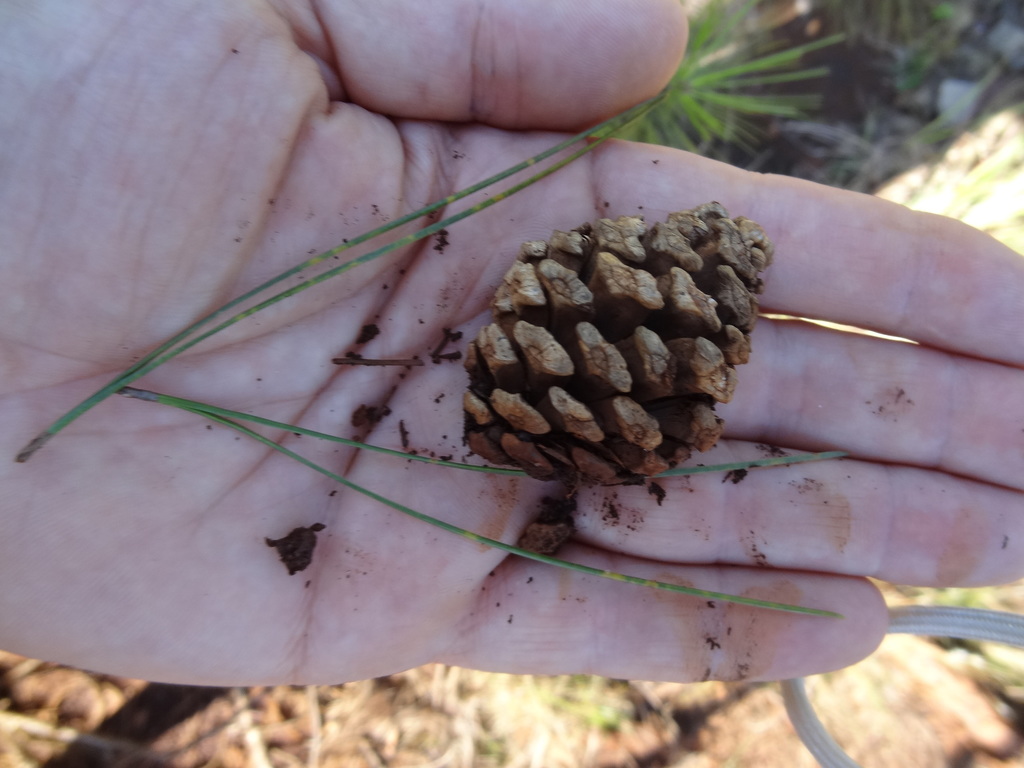 Cuban pine from Mayarí, Cuba on October 24, 2013 at 09:15 AM by J ...