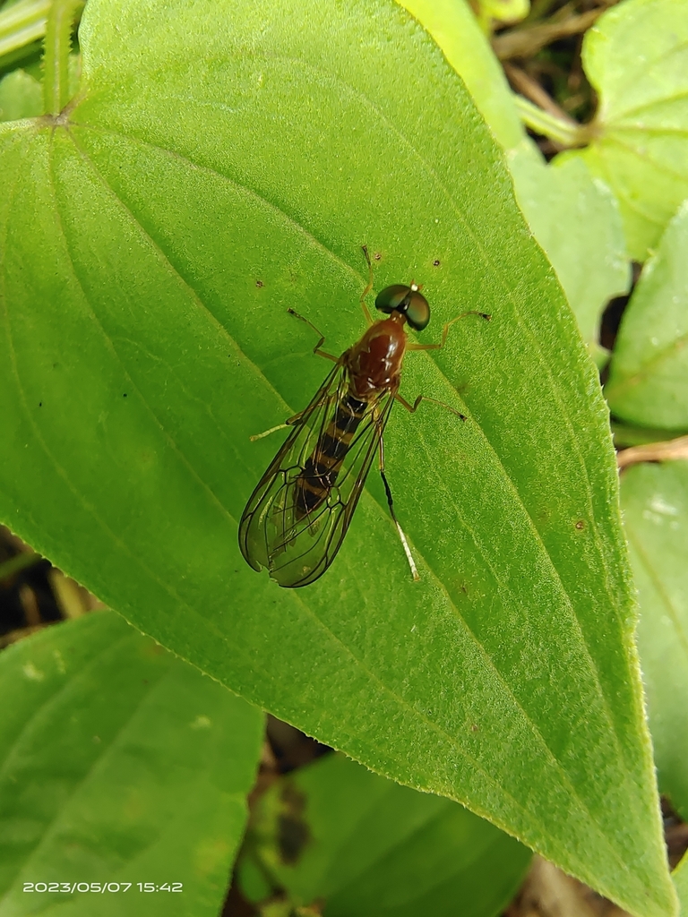 Ptecticus australis from Yichun, CN-JX, CN on May 7, 2023 at 03:42 PM ...