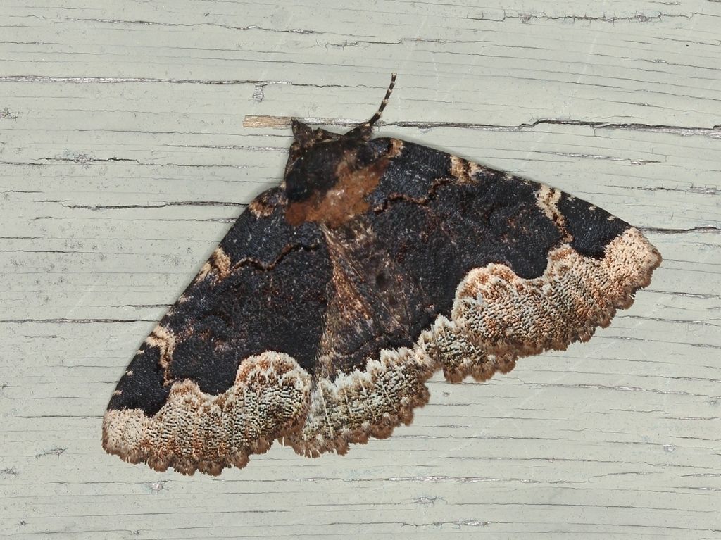 Horrid Zale Moth from Browns Mills, Pemberton Township, NJ 08015, USA ...