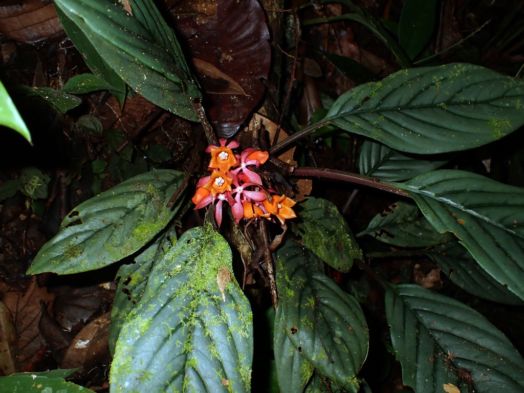 (Acranthera) - Botanical Realm