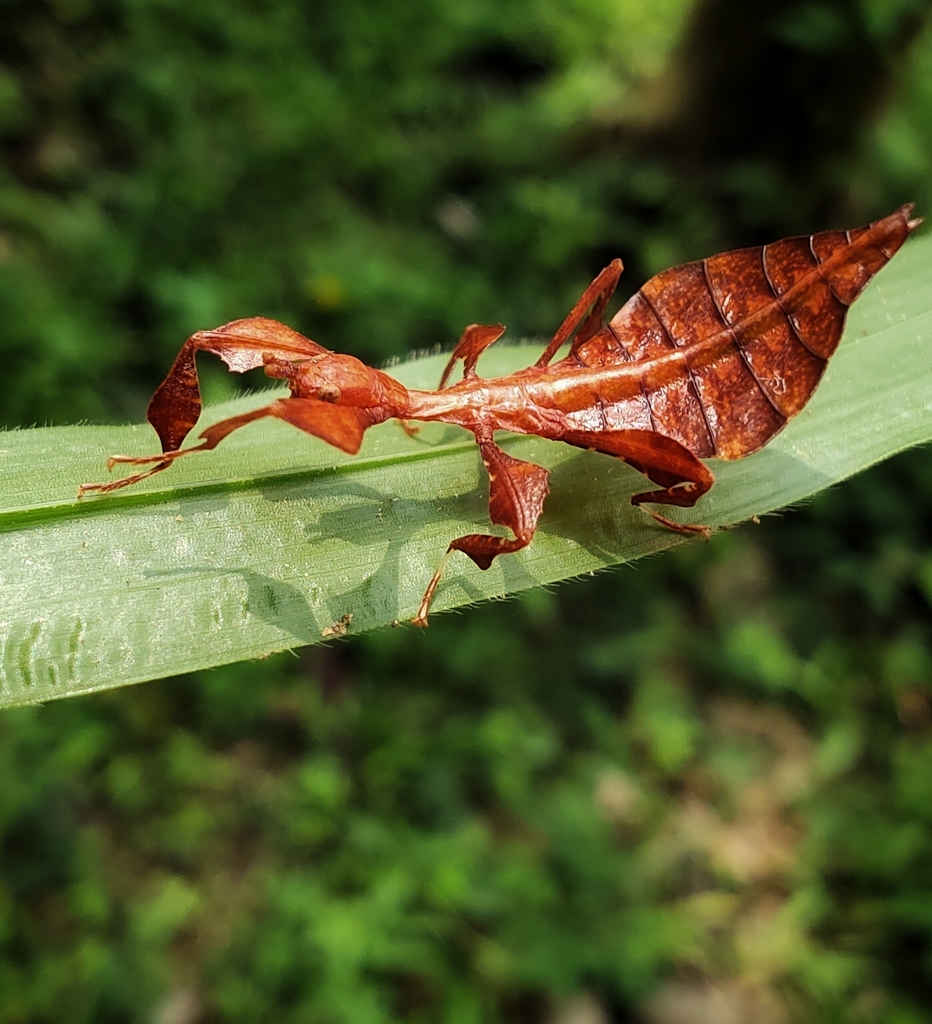 Gray's Leaf Insect from 642125, India on June 3, 2023 at 10:38 AM by ...