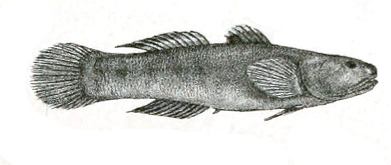 Island Mangrovegoby (Mugilogobius platystoma) - Marine Life Identification