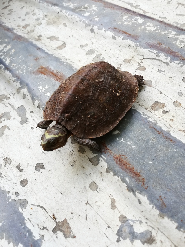 Mexican Spotted Terrapin from Santa María Huatulco, Oax., México on November 21, 2018 at 07:42 ...