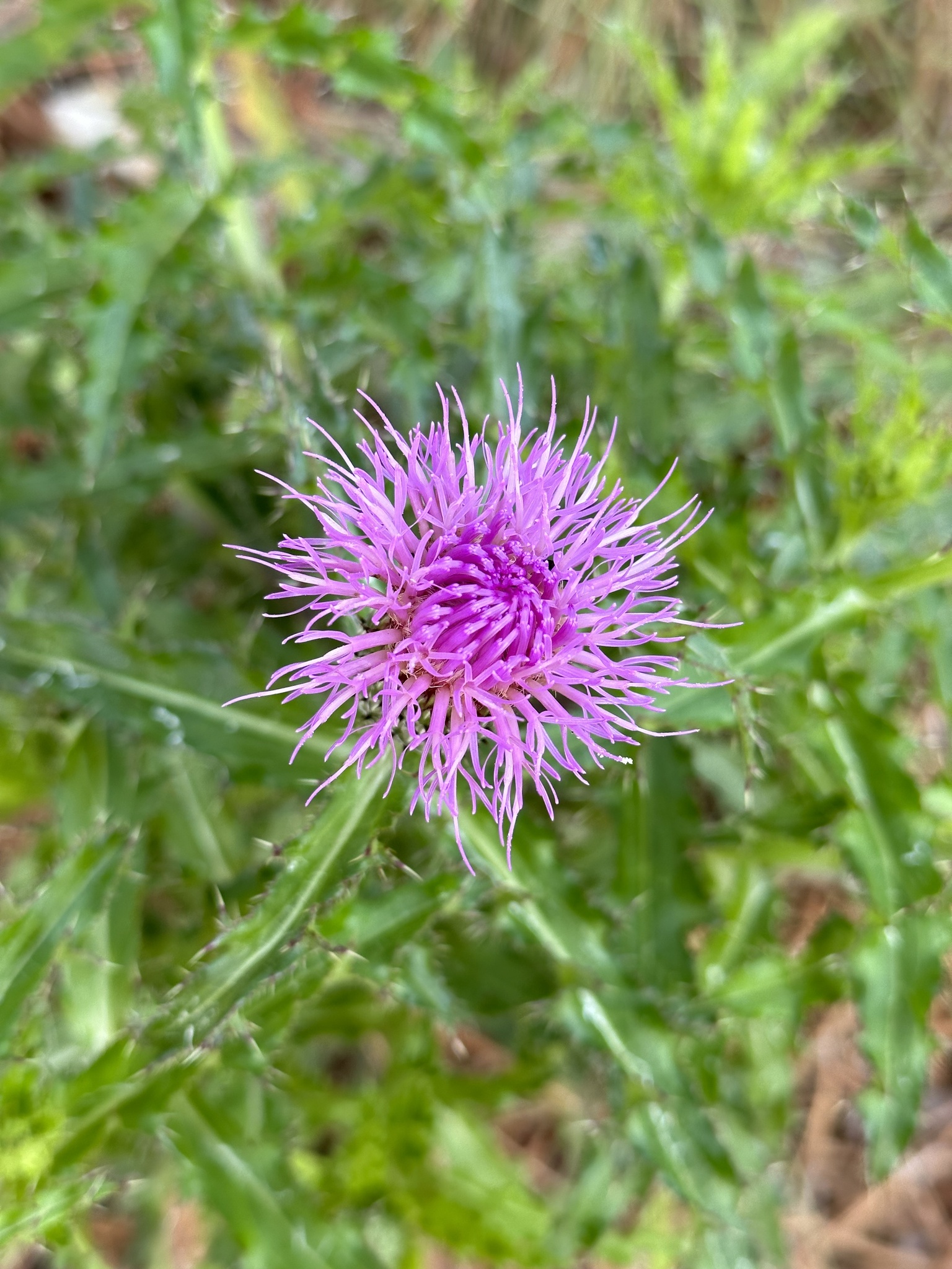 Cirsium repandum Michx.