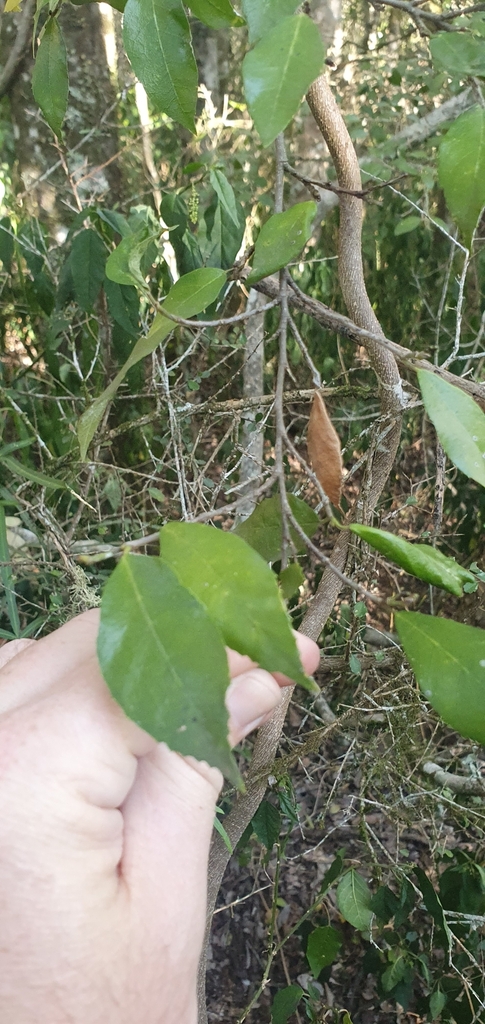 whalebone tree from Nanango, AU-QL, AU on June 3, 2023 at 02:35 PM by ...