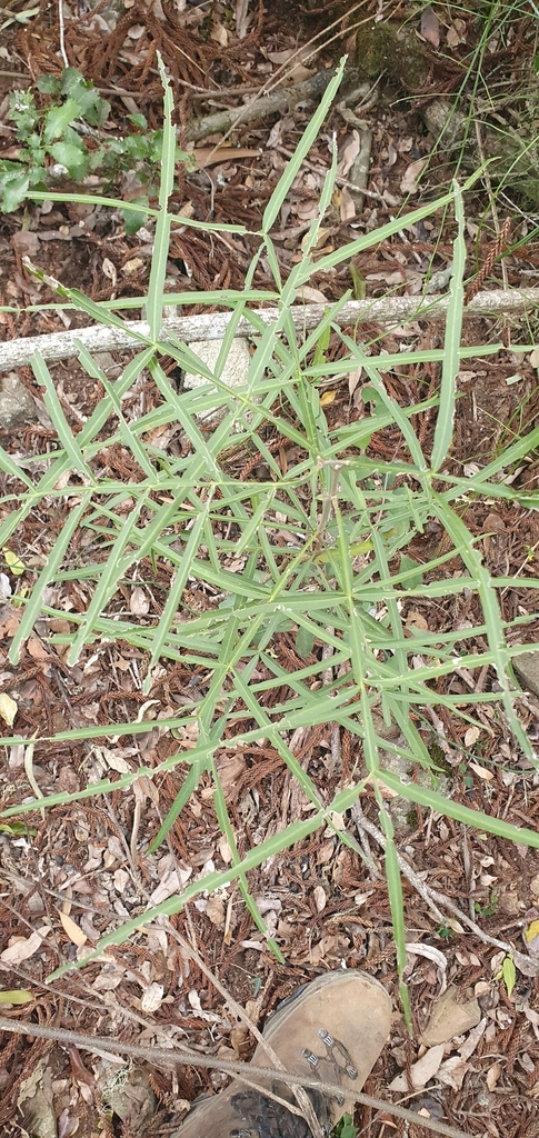 Atalaya salicifolia from Taromeo QLD 4314, Australia on June 3, 2023 at ...