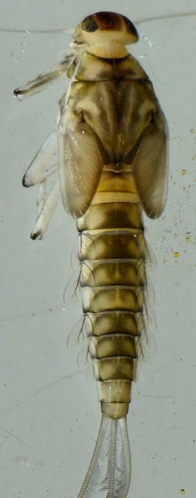 Baetis harrisoni from Goederede, South Africa on June 3, 2023 at 10:42 ...