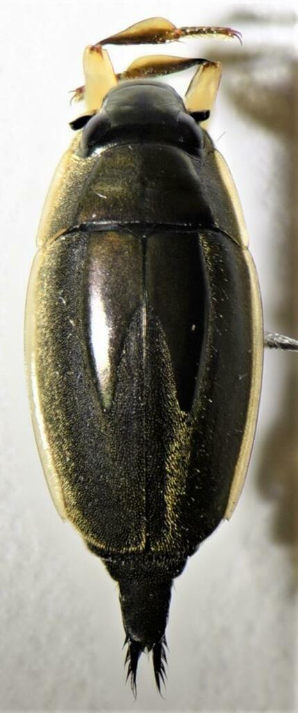 Orectogyrus from Nkangala District Municipality, South Africa on June 3 ...