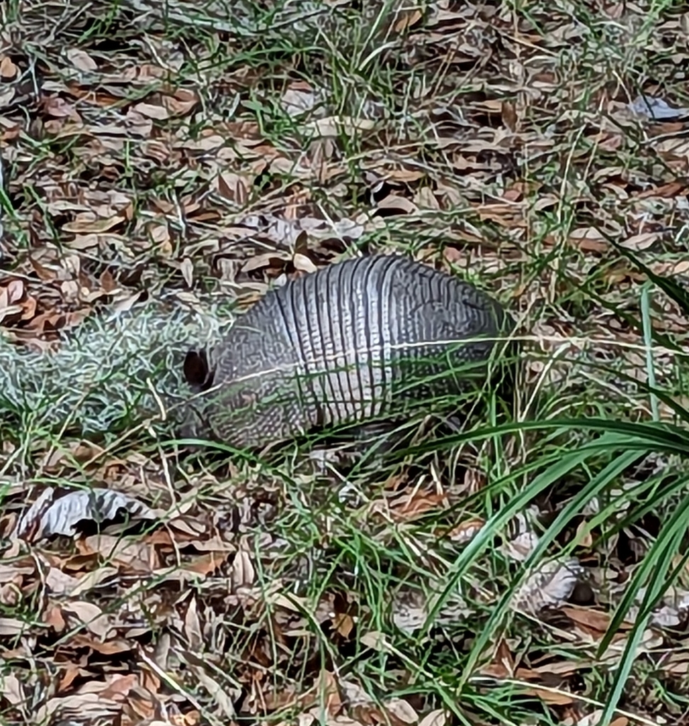 Nine-banded Armadillo from Brunswick, GA 31522, USA on June 2, 2023 at ...