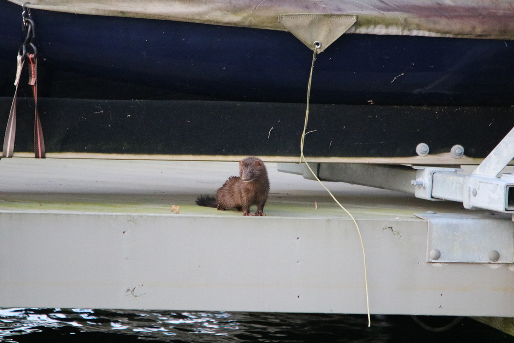 American Mink from Franklin County, VA, USA on June 3, 2023 at 05:41 AM ...