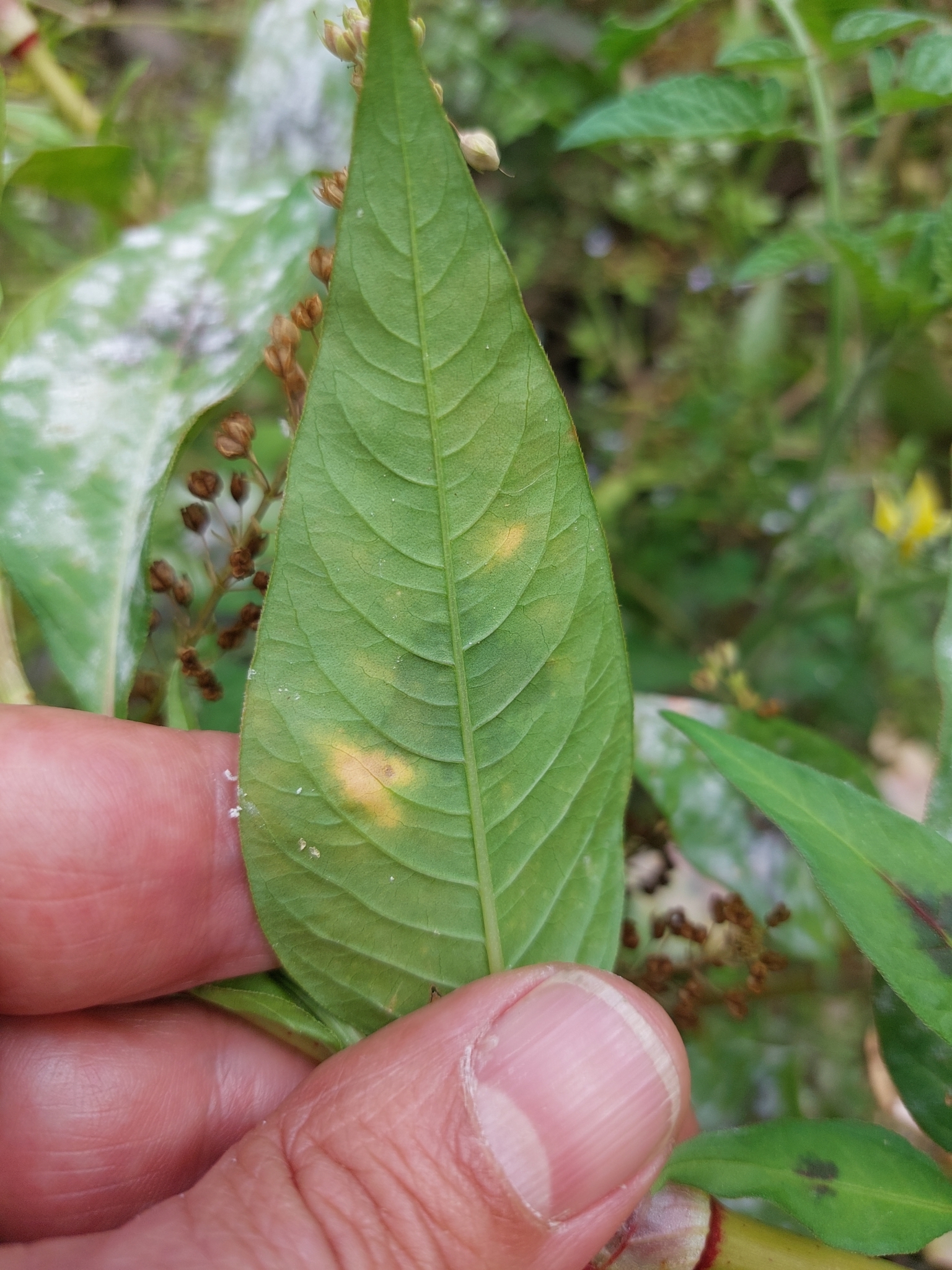 Erysiphe polygoni DC.