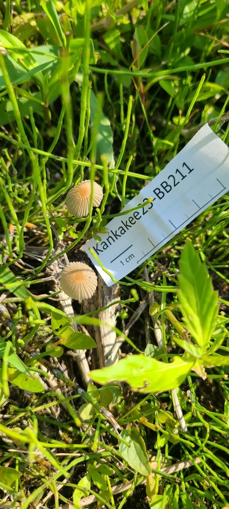 lilac inkcap from McClellan Township, IN, USA on June 3, 2023 at 09:28 ...