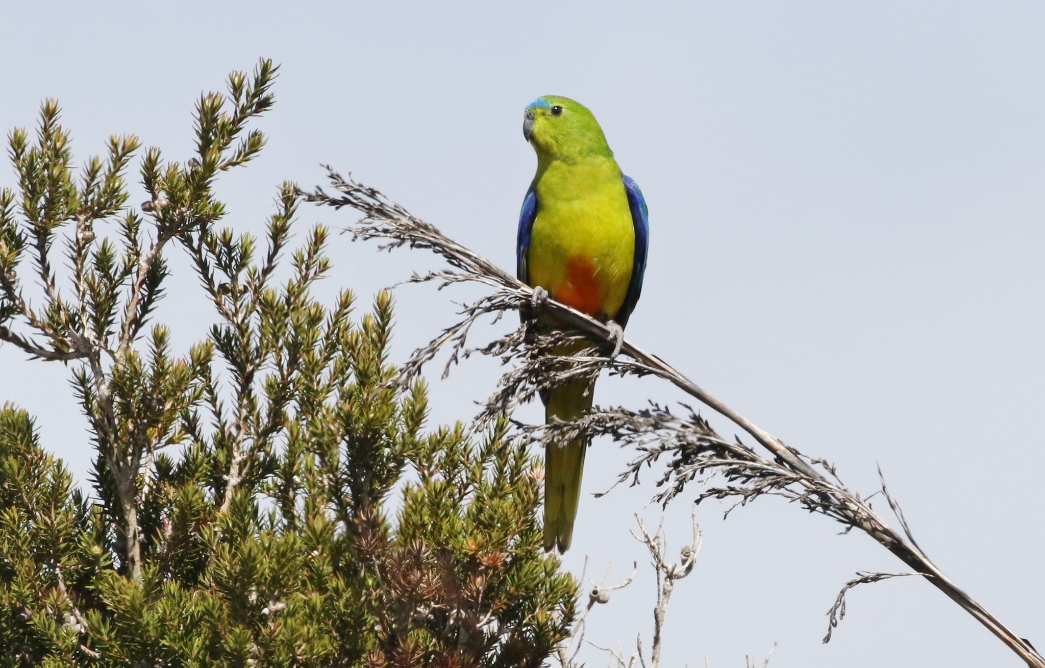 Neophema chrysogaster (Latham, 1790)