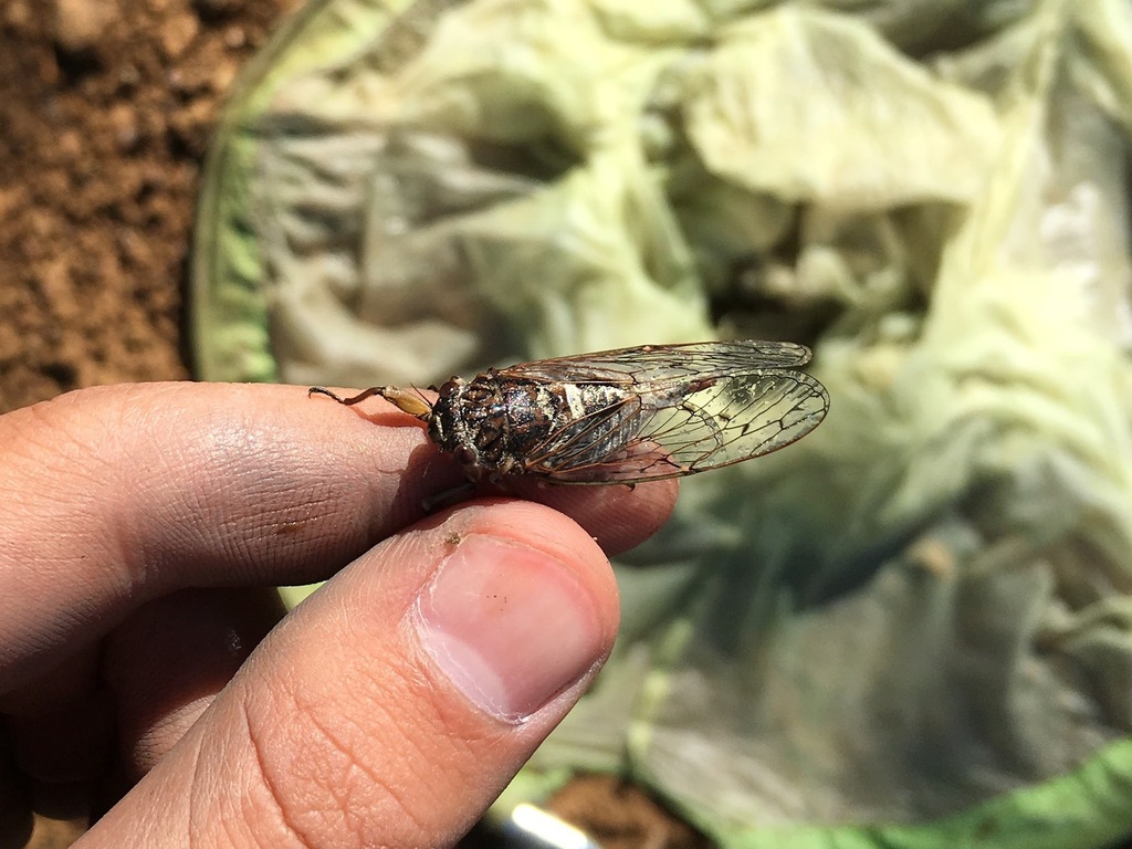 Spring Cicada in May 2017 by renshuchu · iNaturalist