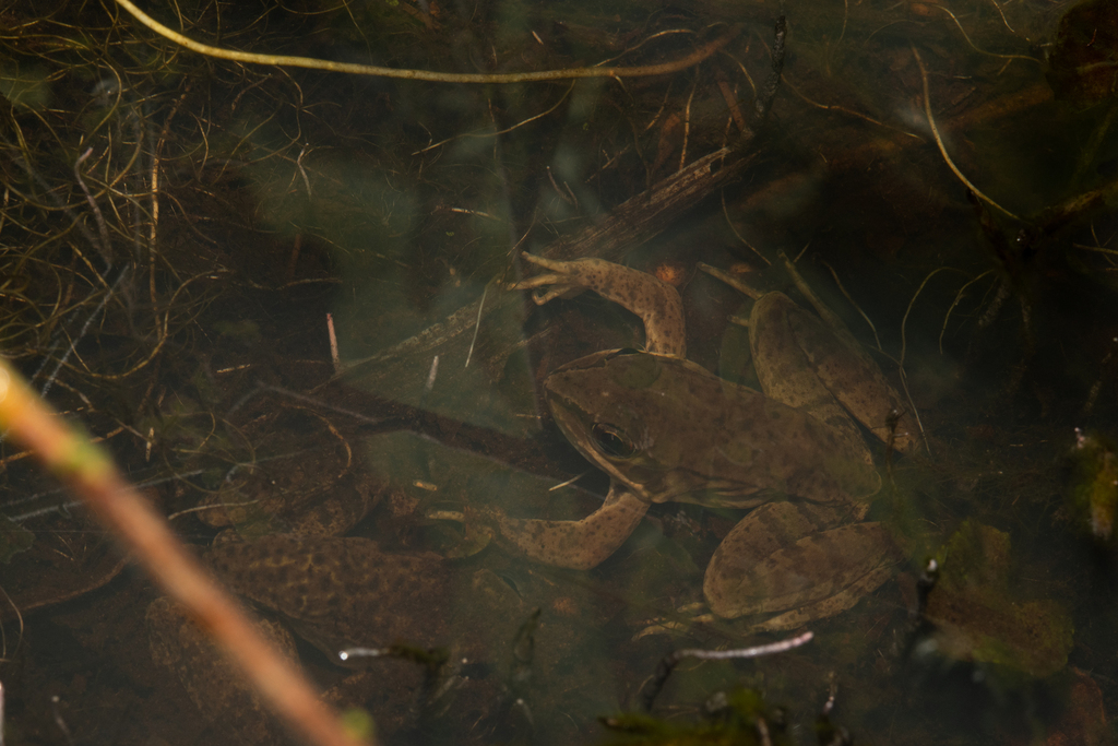 Highland Frog in June 2023 by Court Harding · iNaturalist