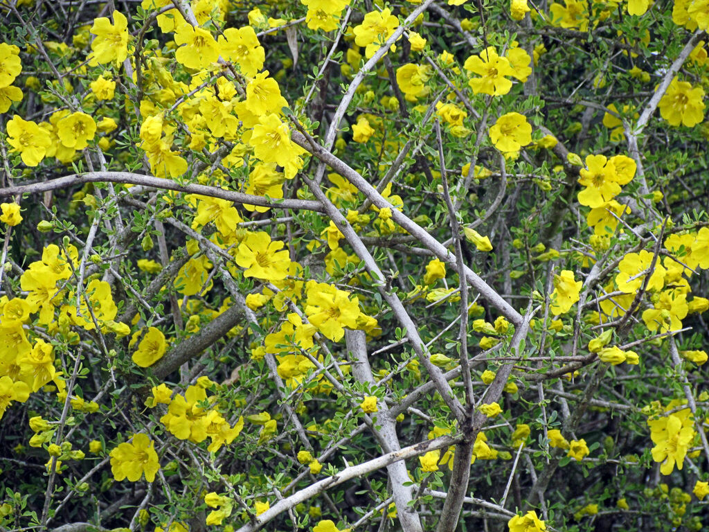 Karoo Gold from Sarah Baartman District Municipality, South Africa on ...