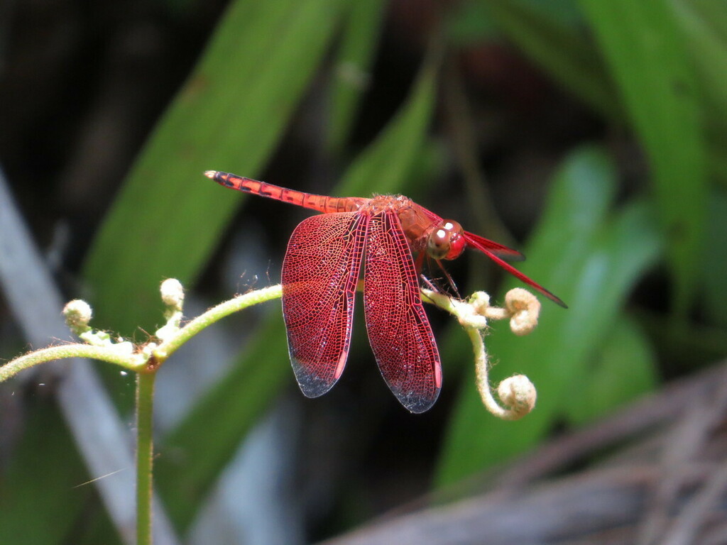 Indonesian Red-winged Dragonfly from C9W5+QMF, Dipolog City, Zamboanga ...