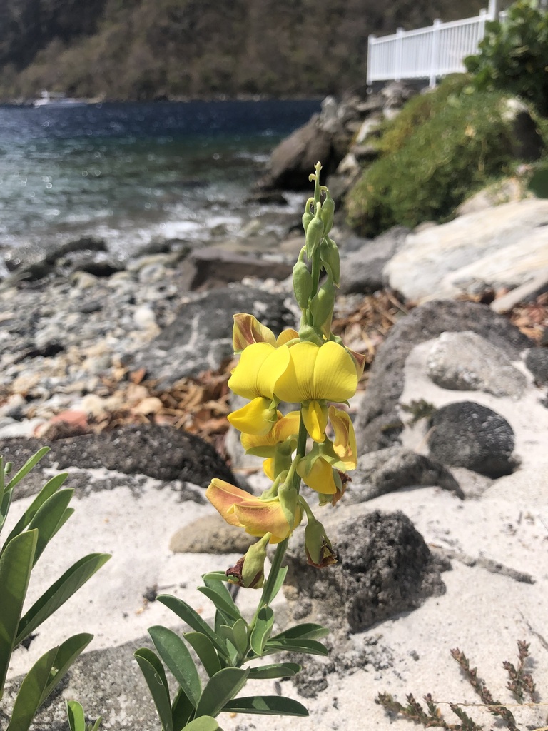 Rattleweed from Saint Lucia, Saint Lucia, LC on May 12, 2023 at 02:03 ...