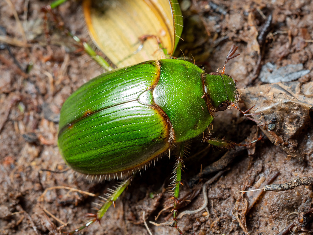 Stethaspis prasina from No. 1 Line track, Pohangina Valley, southern ...